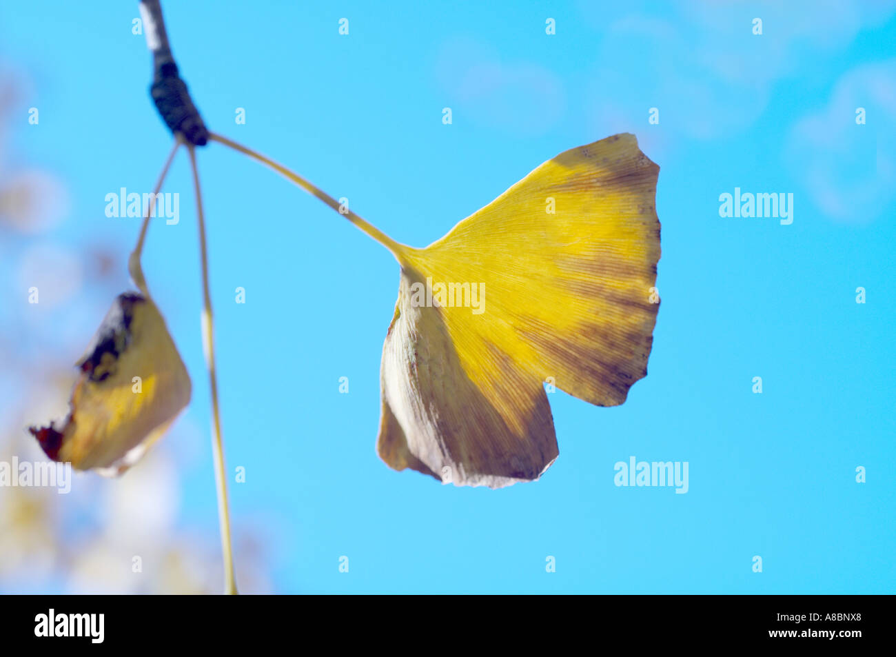 fall leaves of ginkgo on the branch Stock Photo - Alamy