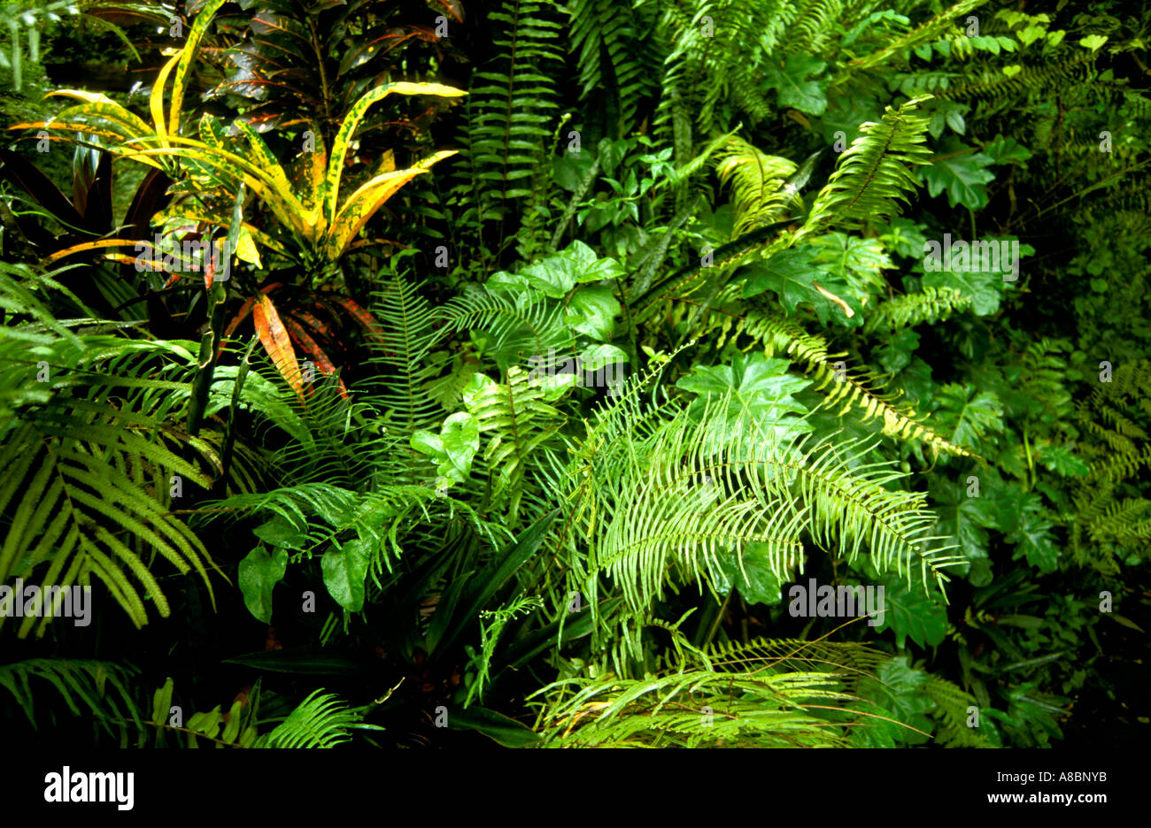 Fern gully jamaica hi-res stock photography and images - Alamy