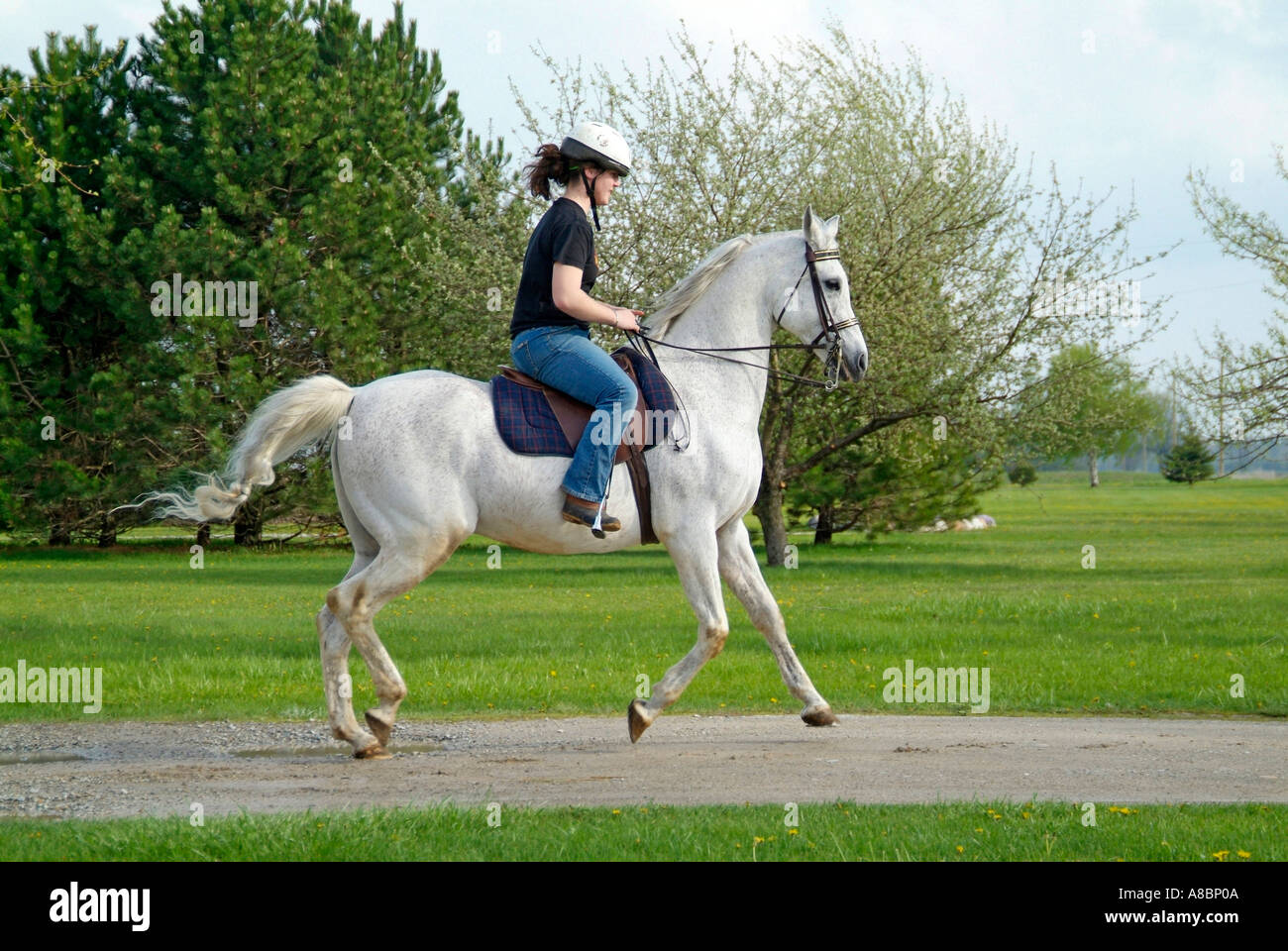 Female riding a horse performing a canter Stock Photo - Alamy