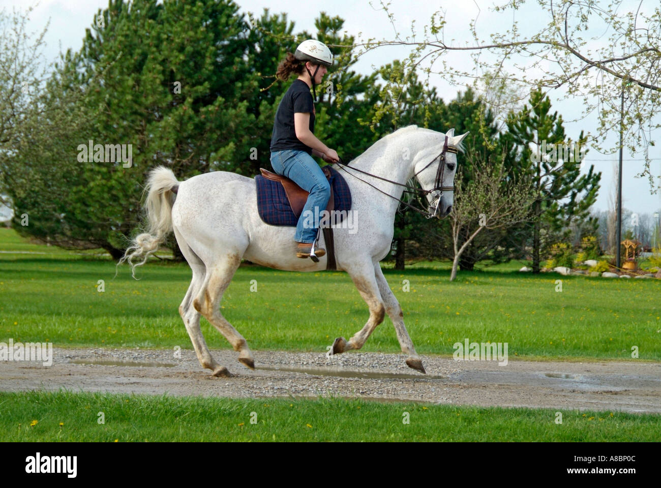 Female riding a horse performing a canter Stock Photo - Alamy
