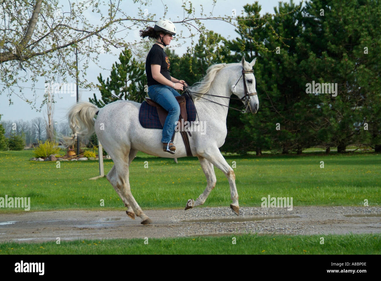 Female riding a horse performing a gallop Stock Photo - Alamy