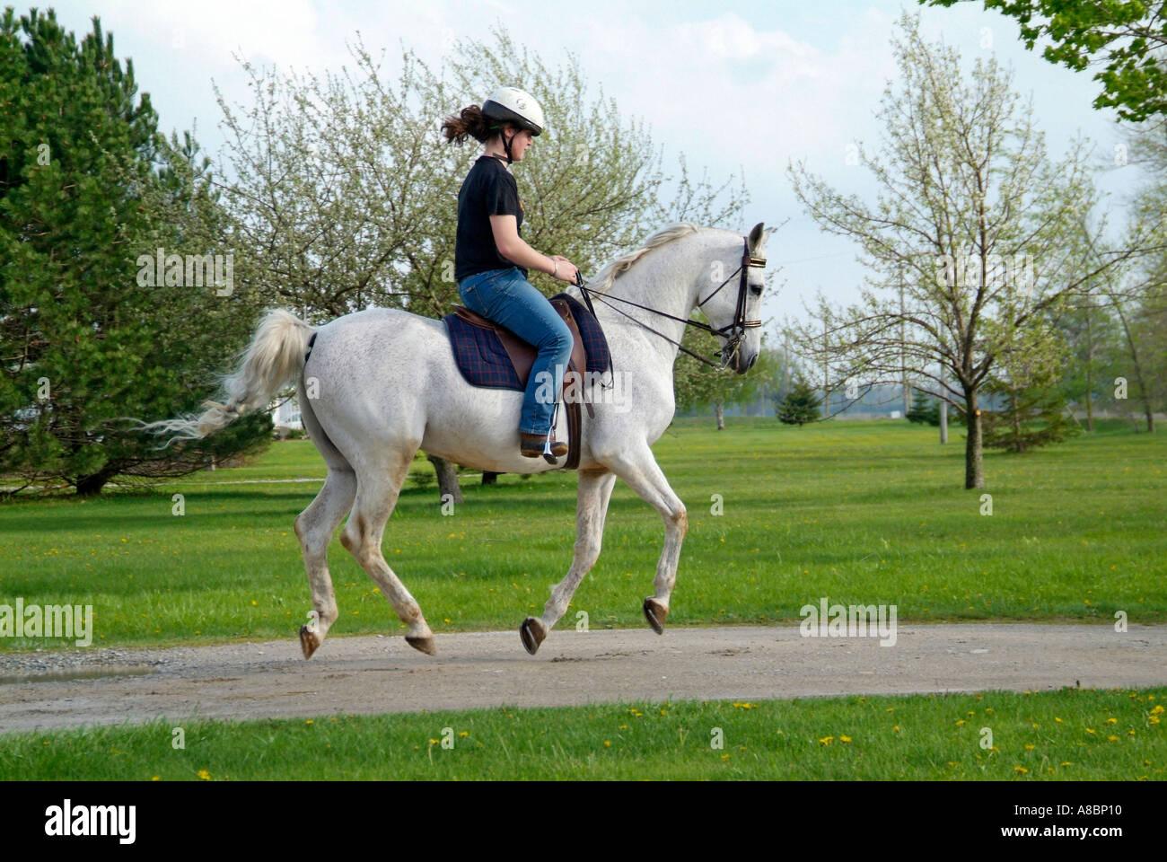 Female riding a horse performing a gallop Stock Photo - Alamy