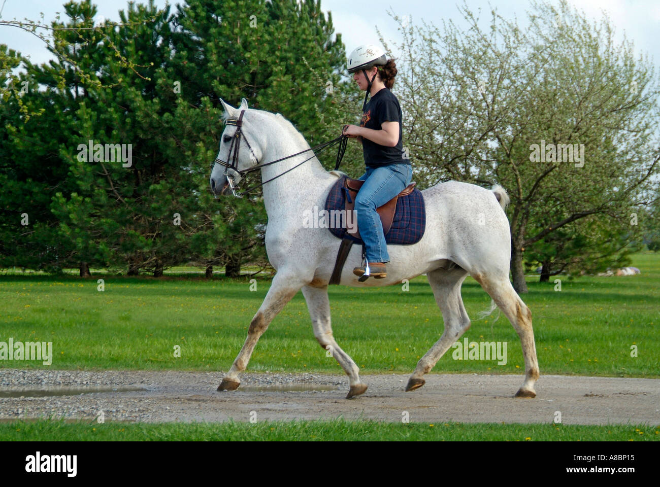 Female riding a horse performing a trot Stock Photo - Alamy