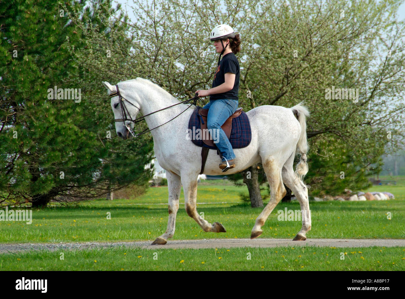 Female riding a horse performing a walk Stock Photo - Alamy