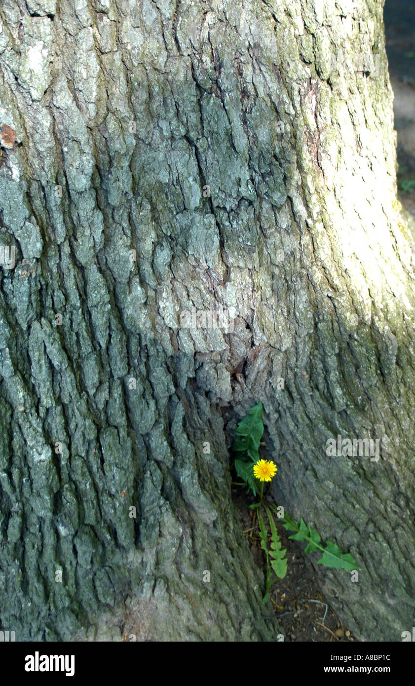 white oak in spring Highland park Rochester NY Stock Photo - Alamy
