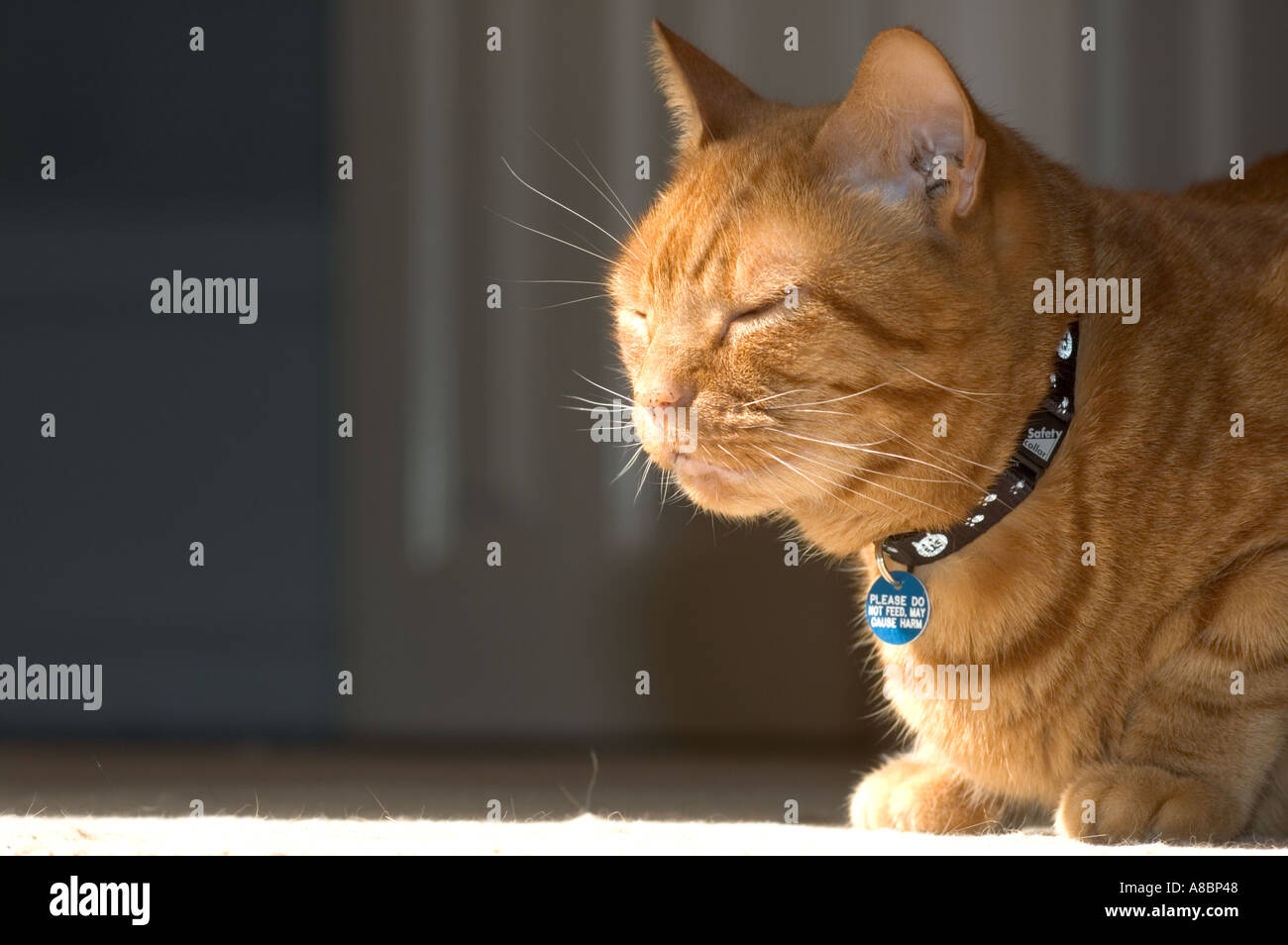 Ginger Cat in London England Stock Photo - Alamy