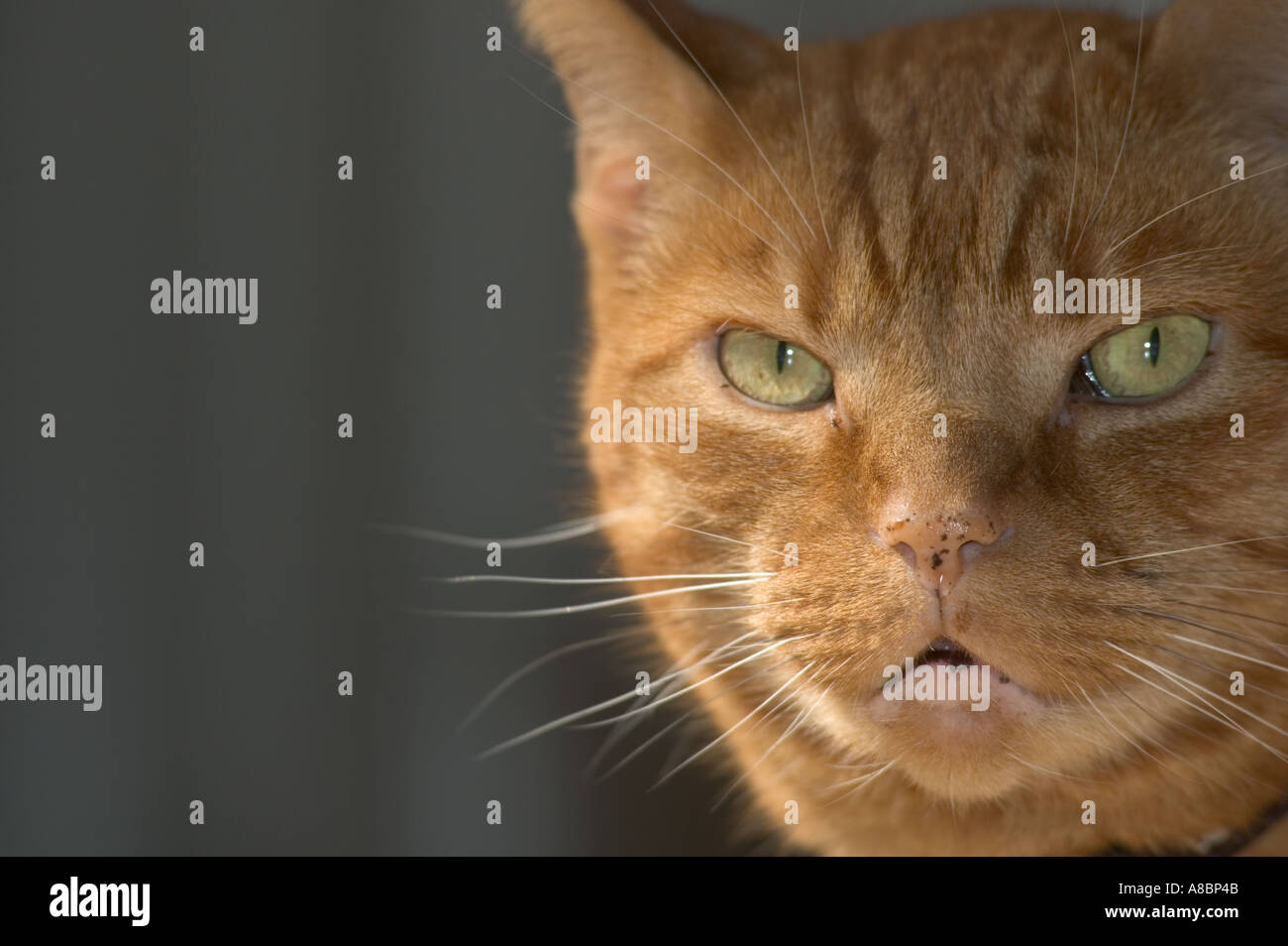 Ginger Cat in London England Stock Photo - Alamy