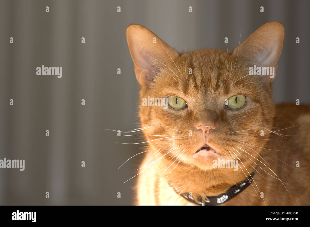 Ginger Cat in London England Stock Photo - Alamy
