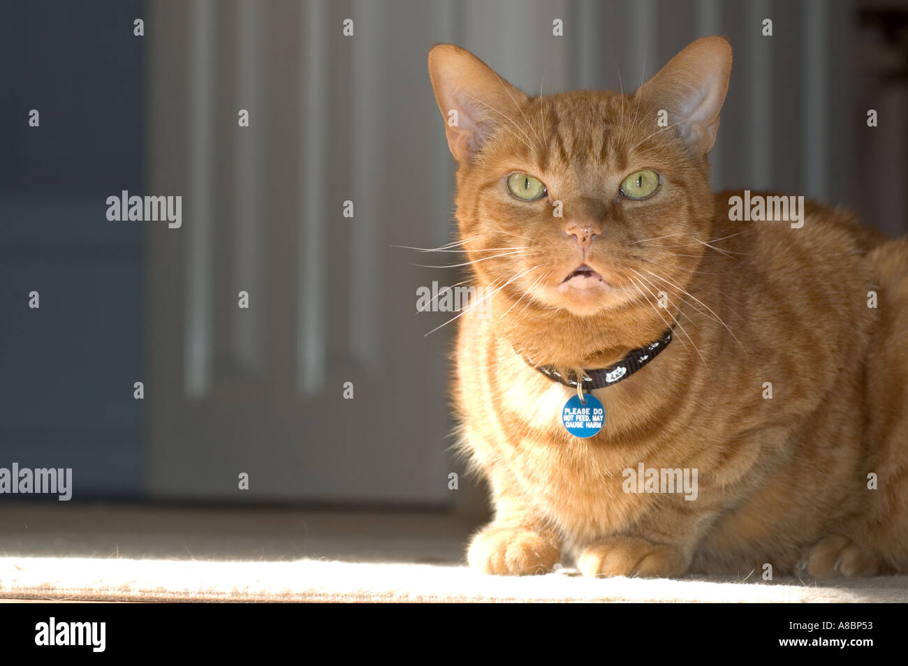 Ginger Cat in London England Stock Photo - Alamy