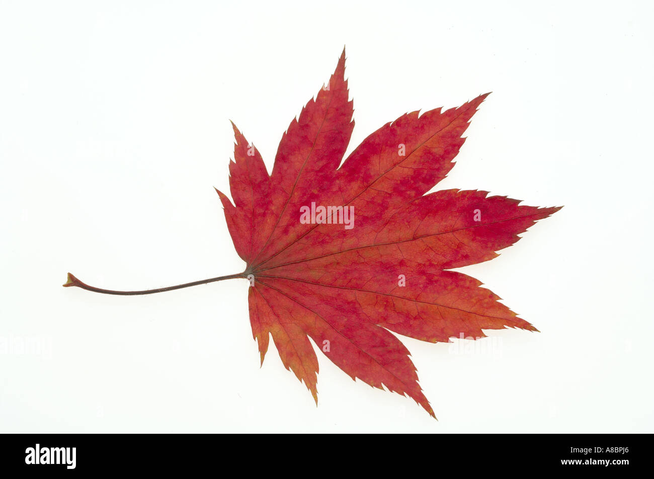 close up colored leaf Stock Photo - Alamy