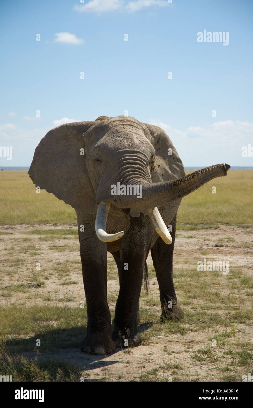 Elephant waving its trunk hi-res stock photography and images - Alamy