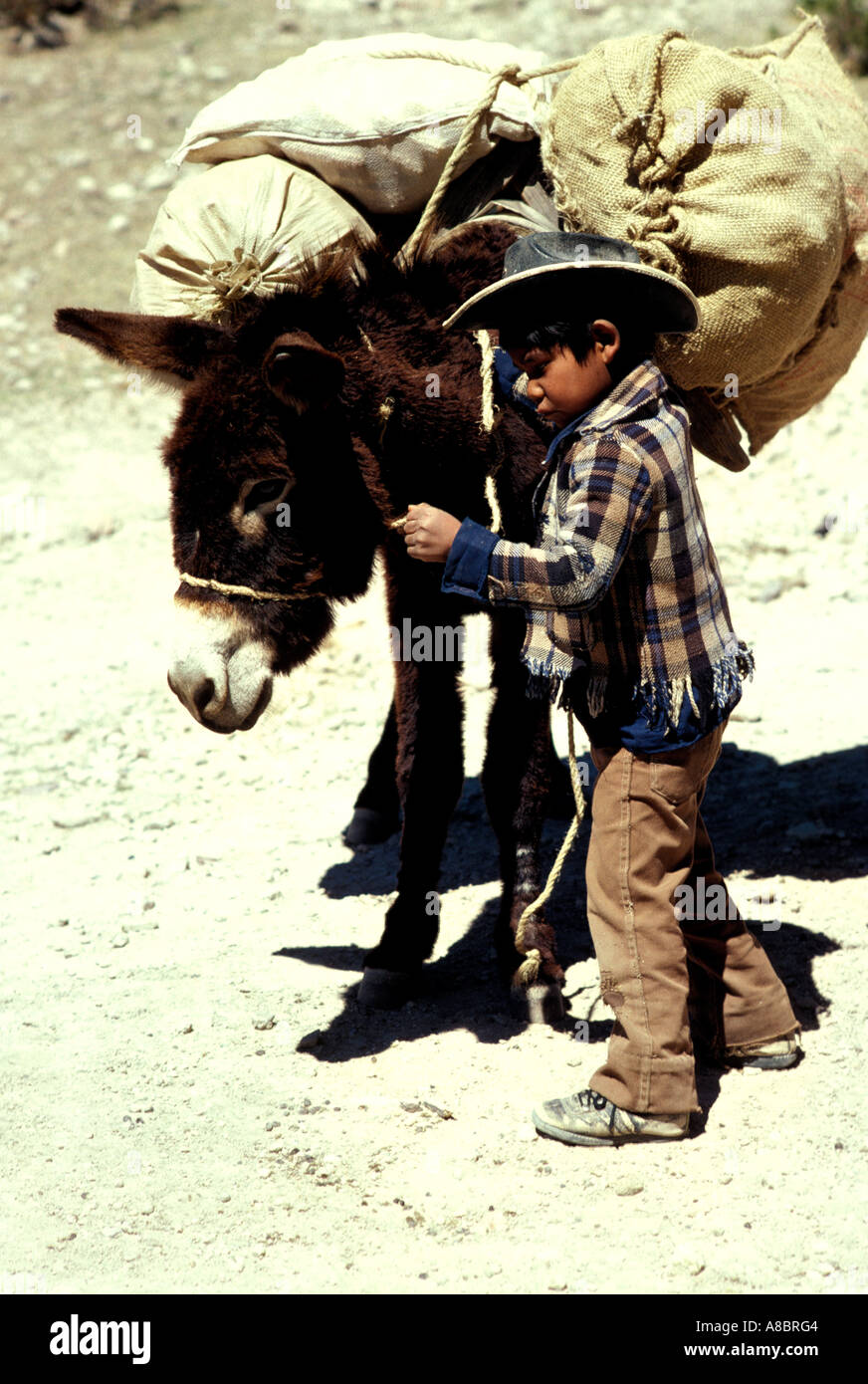Mexico Loading burro with corn near Creel Tarahumara tribe Copper ...