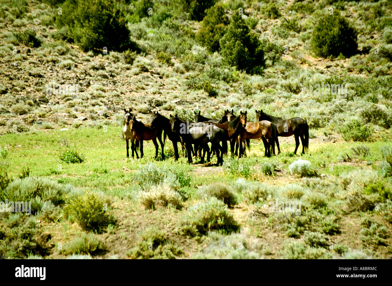 Nevada Wild horses near Reno Stock Photo - Alamy