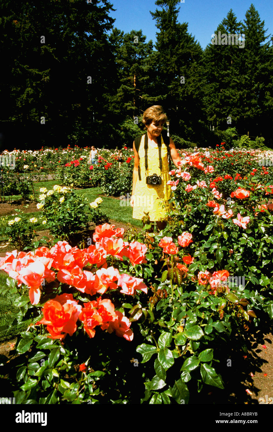 Oregon Portland rose garden Stock Photo - Alamy