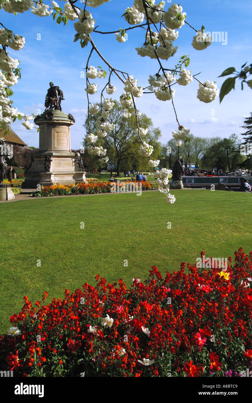Stratford upon Avon William Shakespeare statue framed by spring tree ...