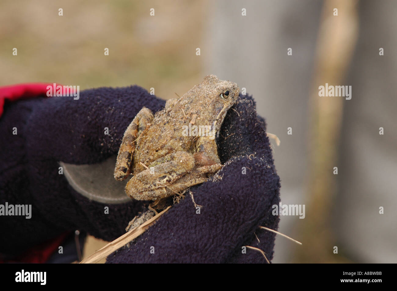 Frog in hands Stock Photo - Alamy