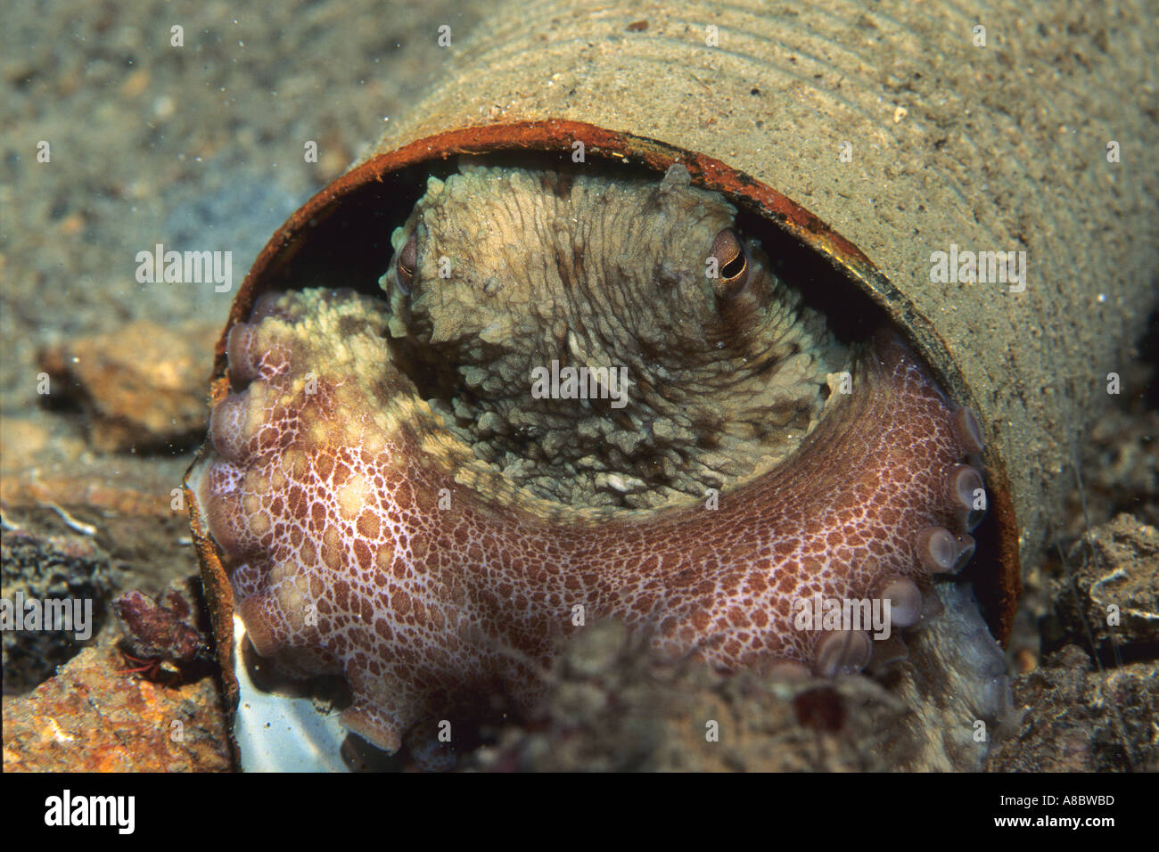 Caribbean reef octopus octopus briareus hi-res stock photography and ...