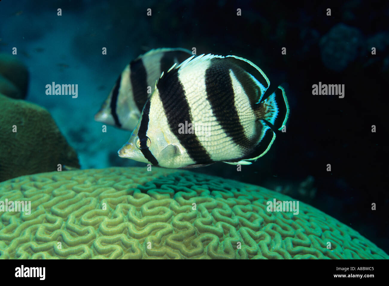Butterflyfish caribbean hi-res stock photography and images - Alamy