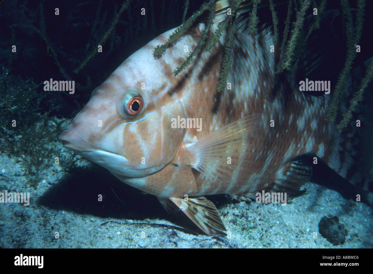 Coral hogfish hi-res stock photography and images - Alamy