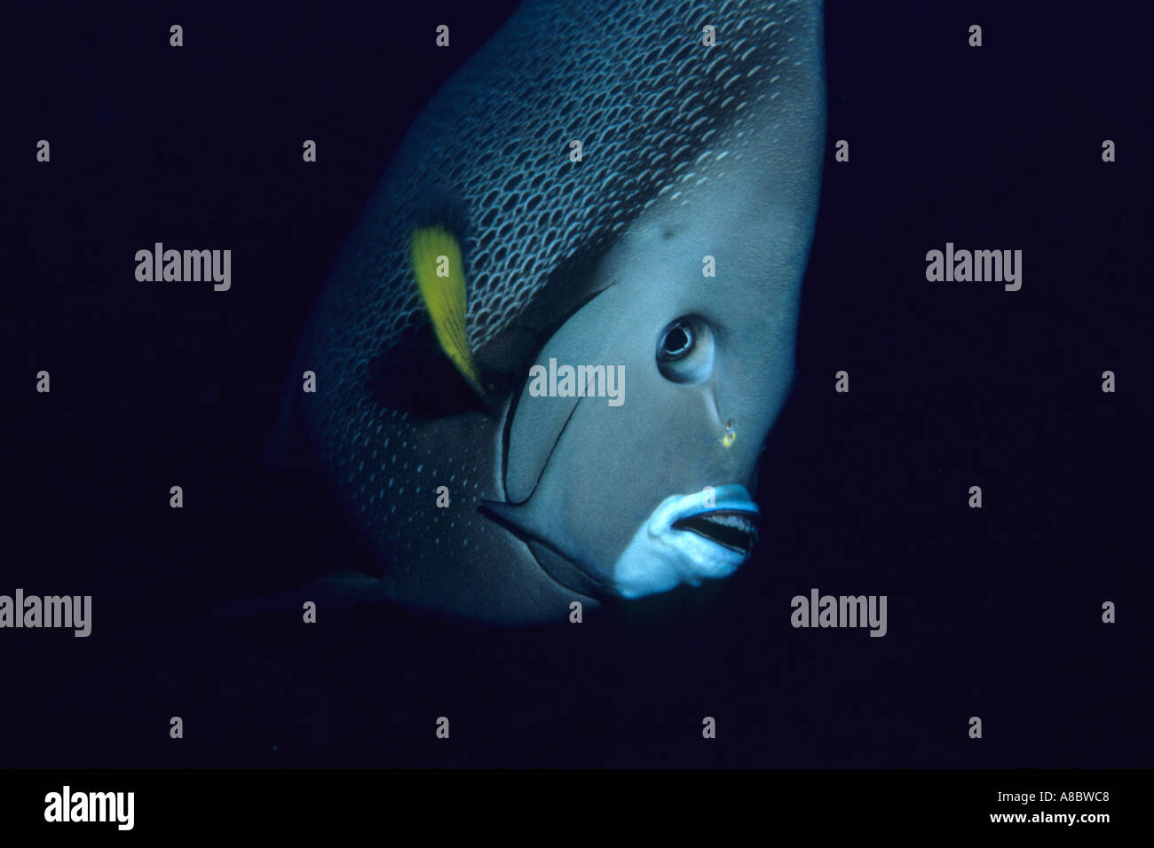 Gray angelfish Pomacanthus arcuatus in Belize Caribbean Sea Stock Photo ...