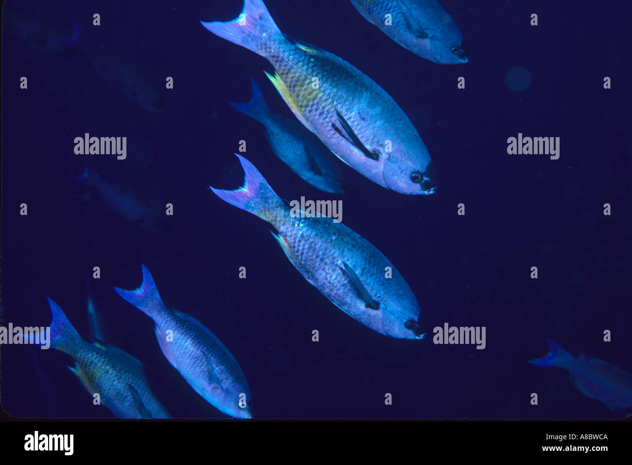 Creole wrasse Clepticus parrai in Belize Caribbean Sea Stock Photo - Alamy