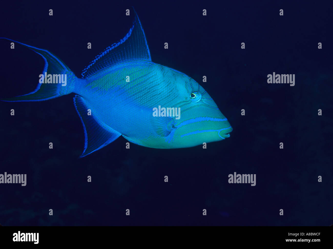Queen triggerfish hi-res stock photography and images - Alamy