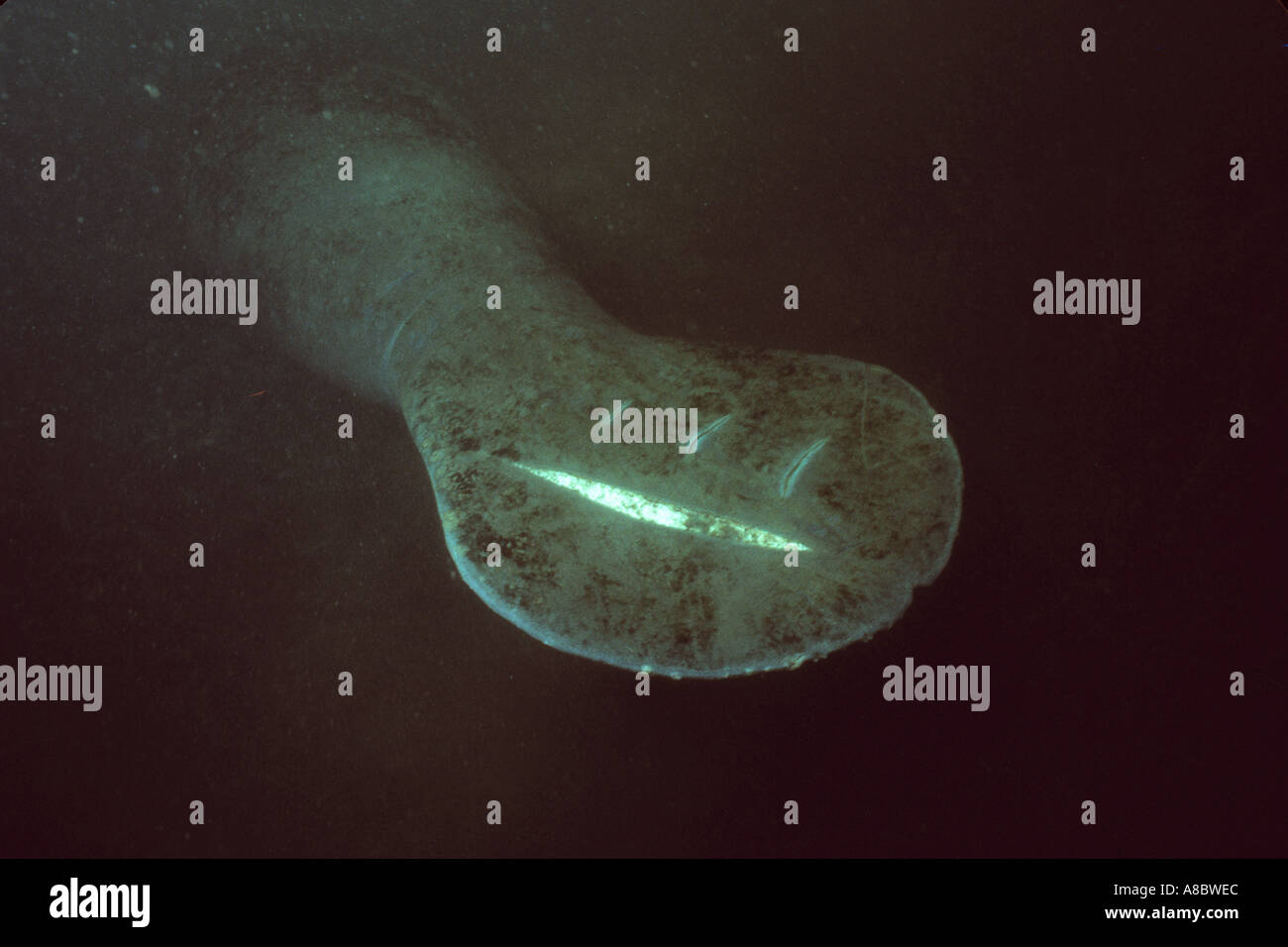 Florida manatee Trichechus manatus latirostris tail s injured by boat ...