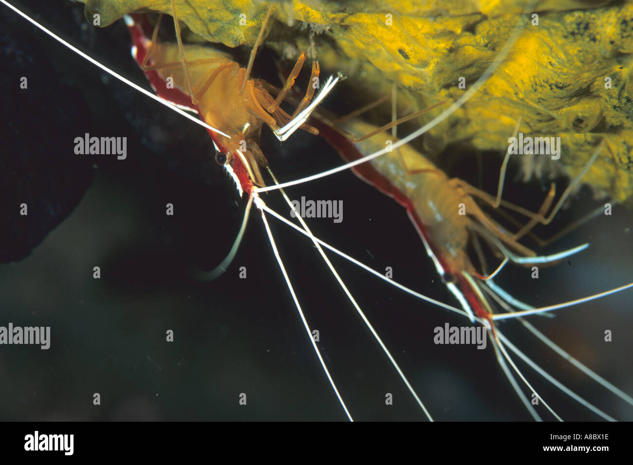 Scarlet skunk hi-res stock photography and images - Alamy