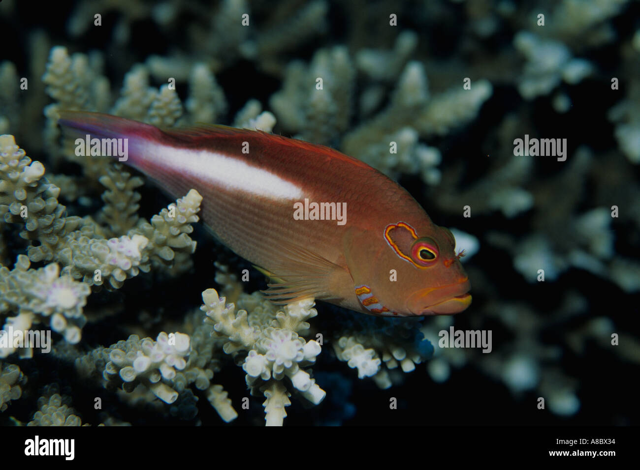 Arc-eye Hawkfish Indonesia Pacific Ocean Stock Photo - Alamy