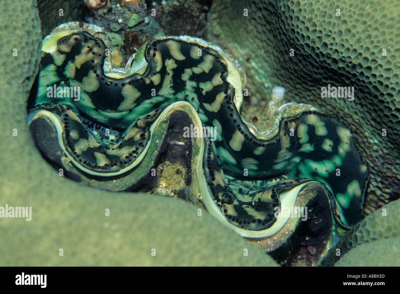 Giant clam Tridacna squamosa in north Sulawesi Indonesia Stock Photo ...