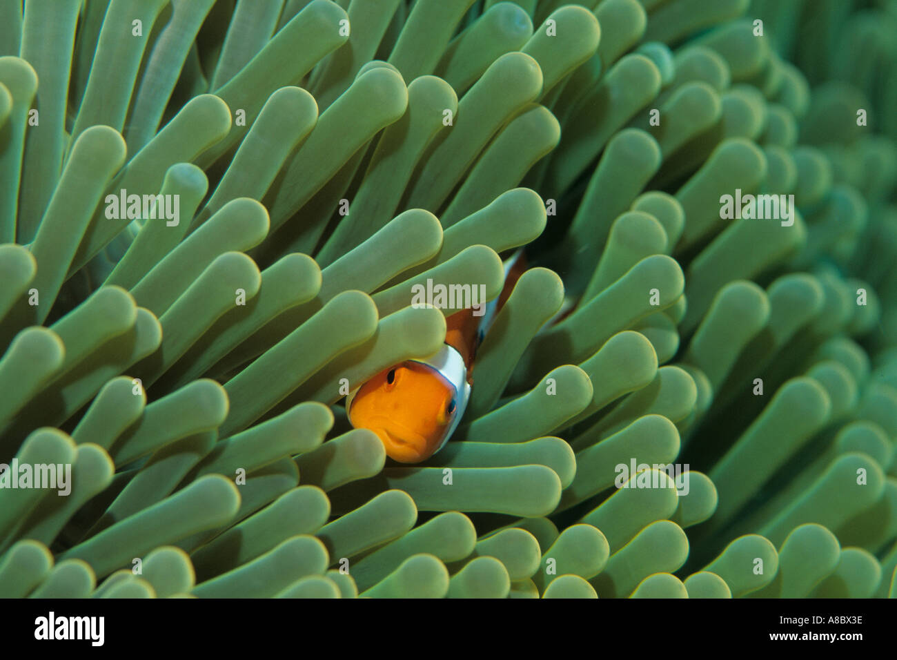 False clown anemonefish Amphiprion ocellaris in north Sulawesi ...