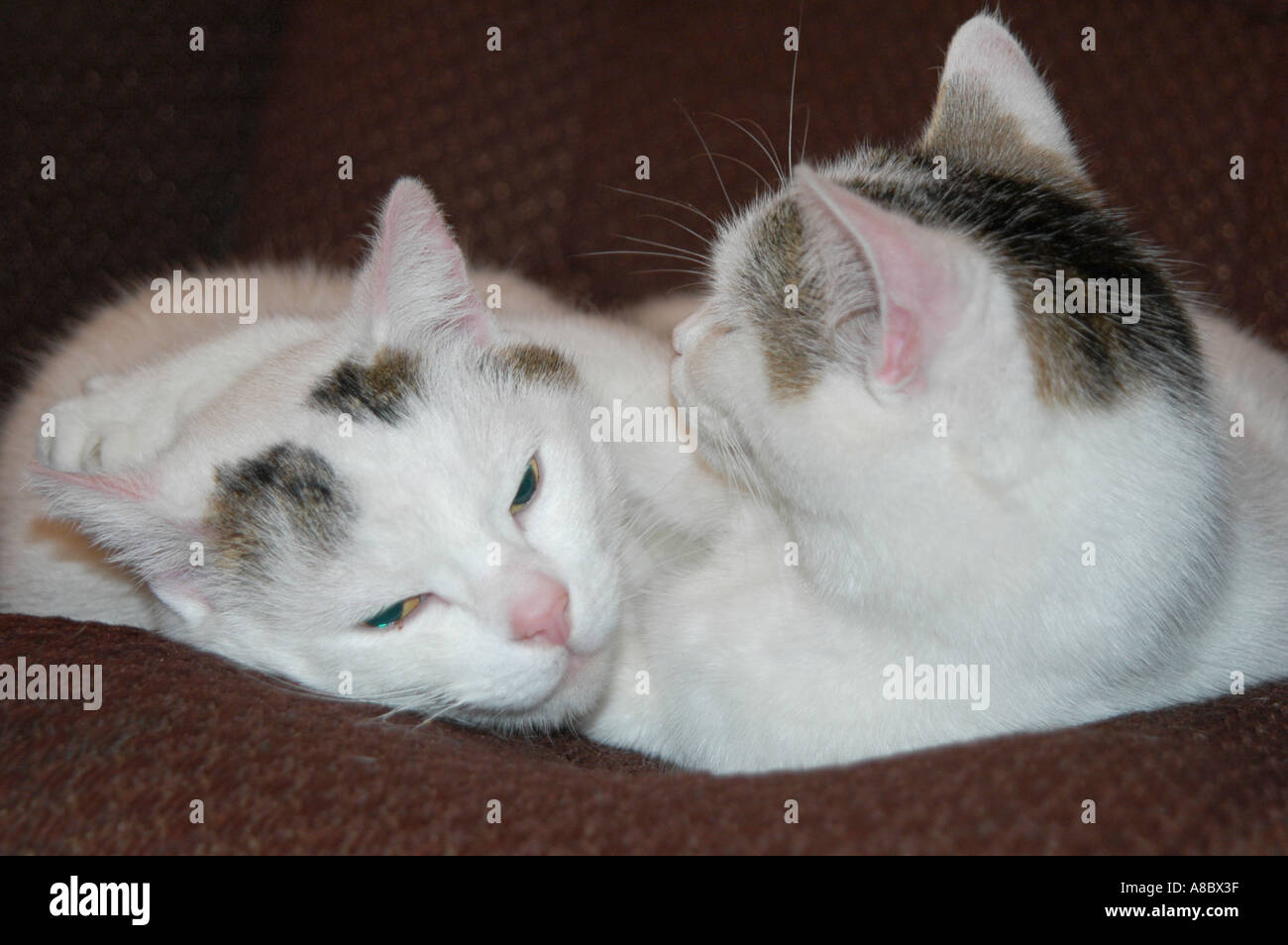 Two Cats Hugging Each Other High Resolution Stock Photography and ...