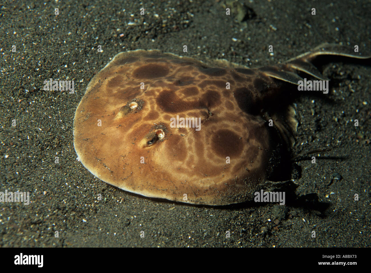 Torpedo ray, Torpedo fuscomaculata at Torpedo Alley Rinca Isl near ...