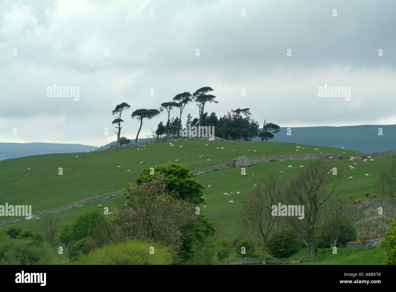 Exposed Trees in Limestone Country Yorkshire Dales National Park ...