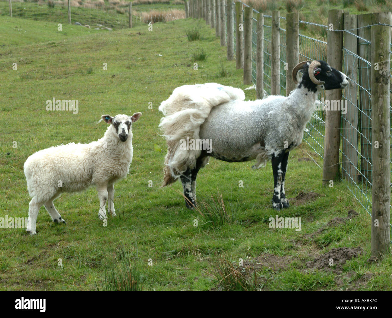 Rough fell lamb hi-res stock photography and images - Alamy
