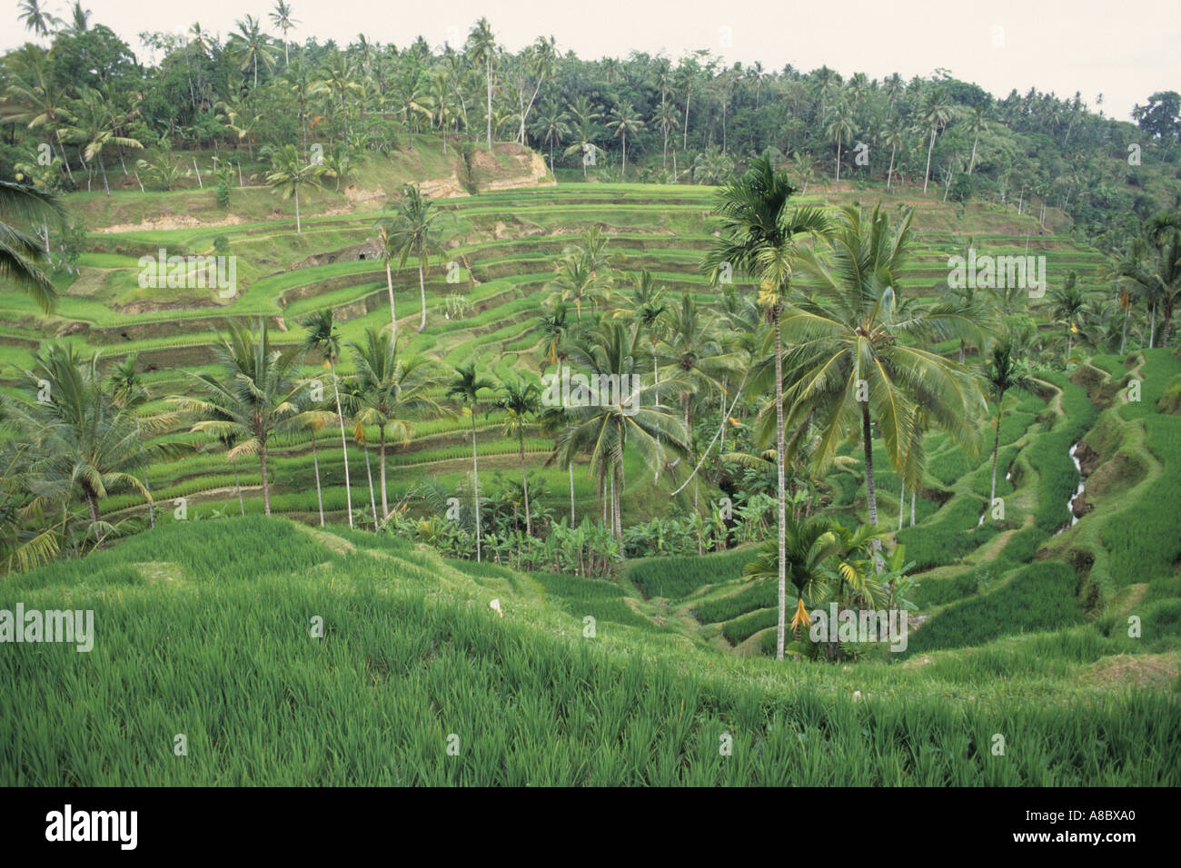Rice fields in Bali Indonesia Stock Photo - Alamy
