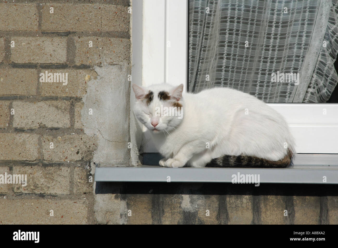 Cat sitting on a window sill Stock Photo - Alamy