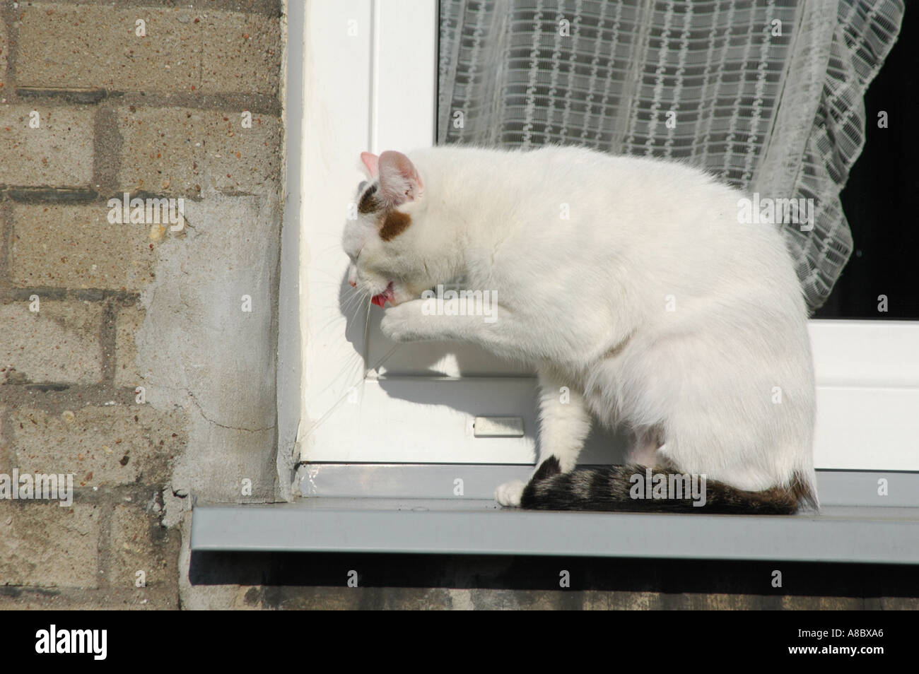 Cat sitting on a window sill and licking its paw Stock Photo - Alamy