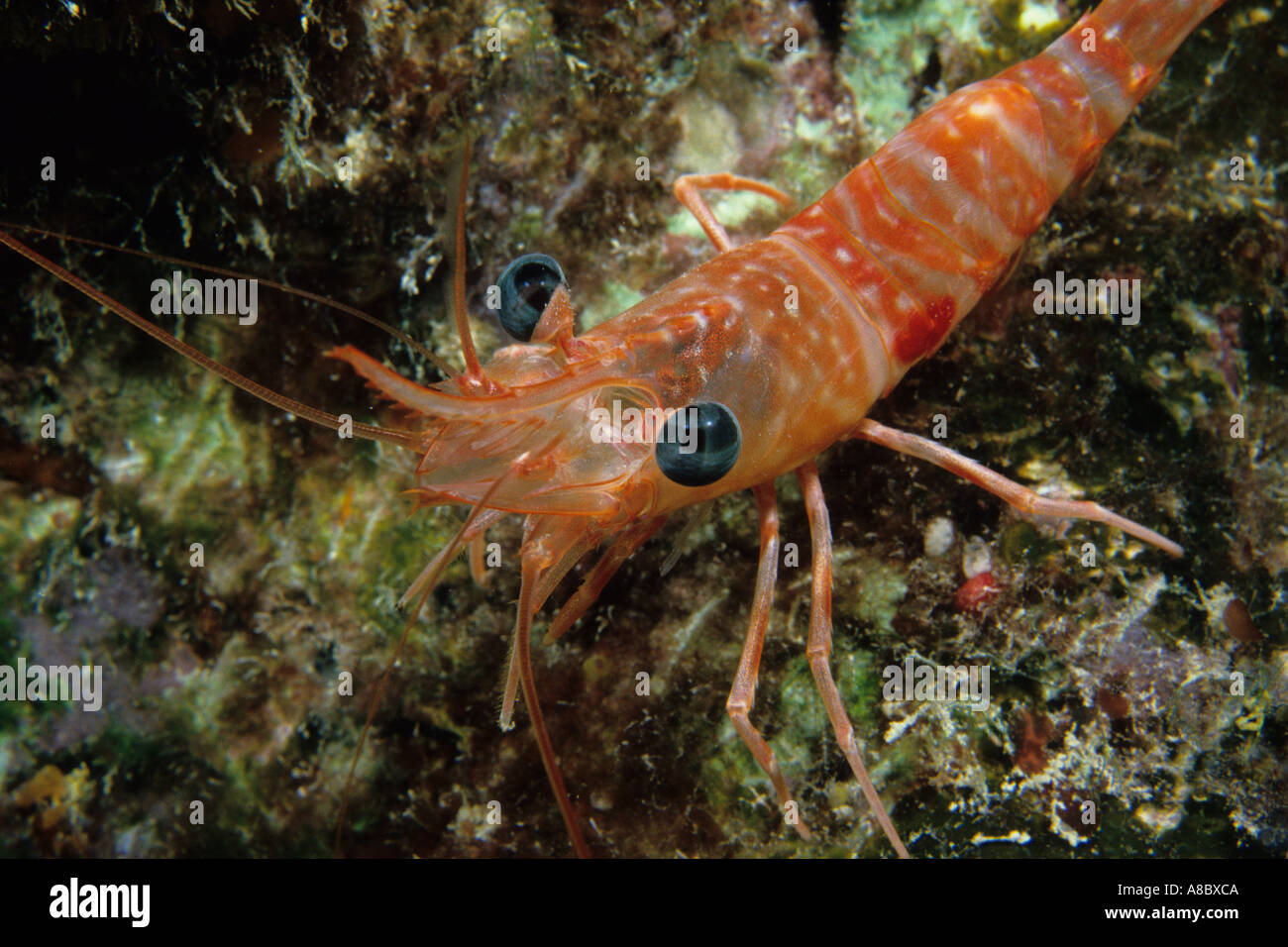 Red Night Shrimp Rhynchocinetes ringens in Bermuda at SW Breaker North ...