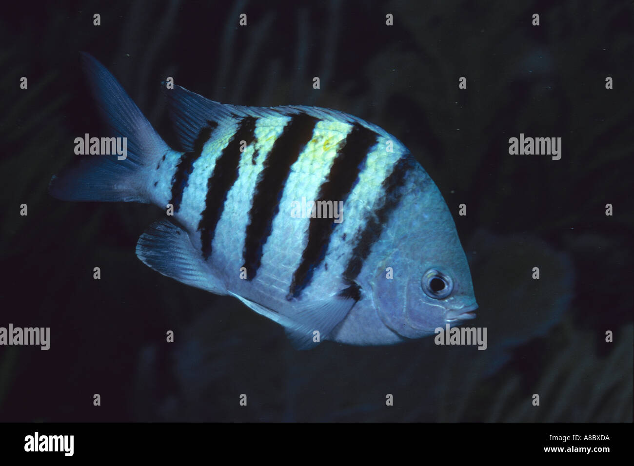 Sergeant major Abudefduf saxatilis in Bermuda North Atlantic Ocean ...