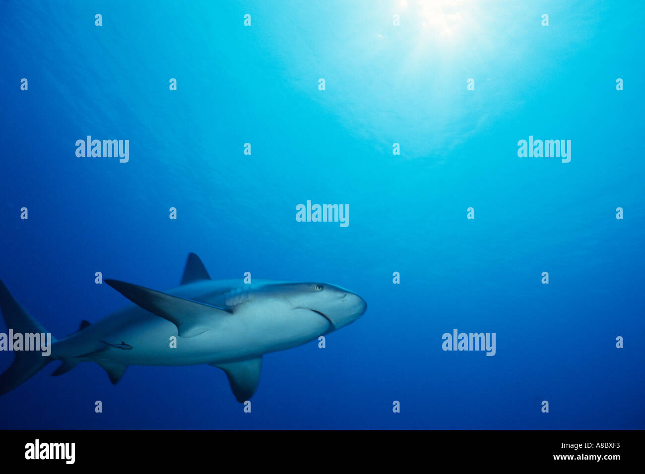 Caribbean reef shark Carcharhinus perezi in Nassau Bahamas Atlantic ...