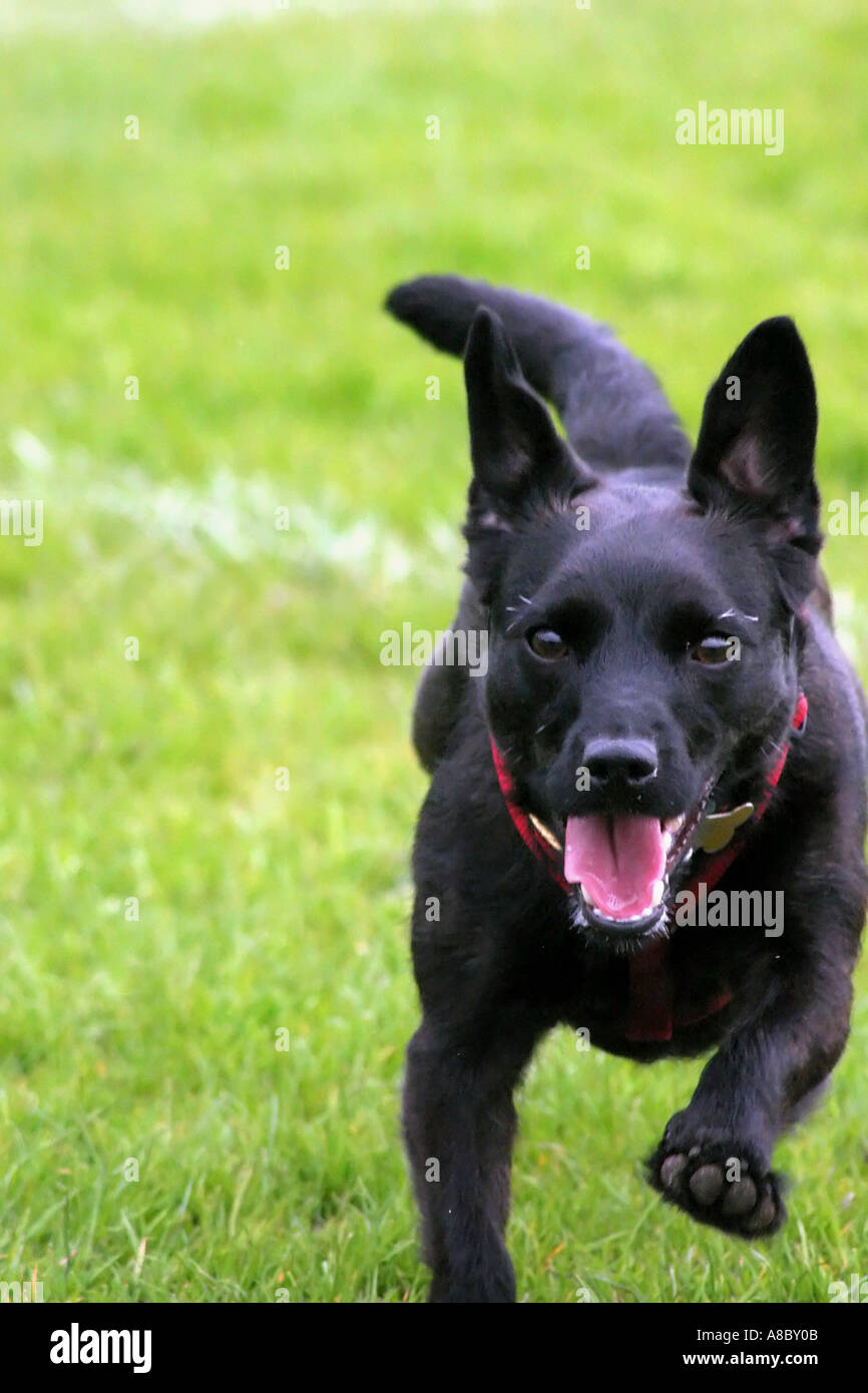 Dog running towards you hi-res stock photography and images - Alamy