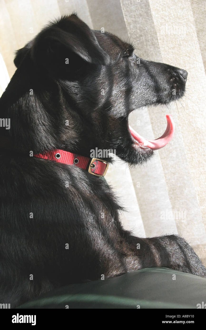 Small dog yawning Stock Photo - Alamy