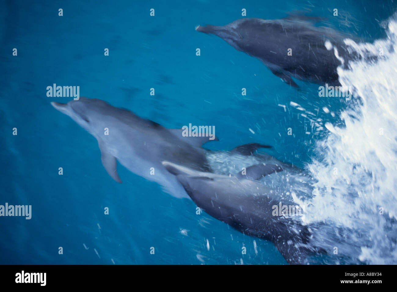 Spotted dolphins Stenella frontalis riding a bow wave off Bahamas North ...