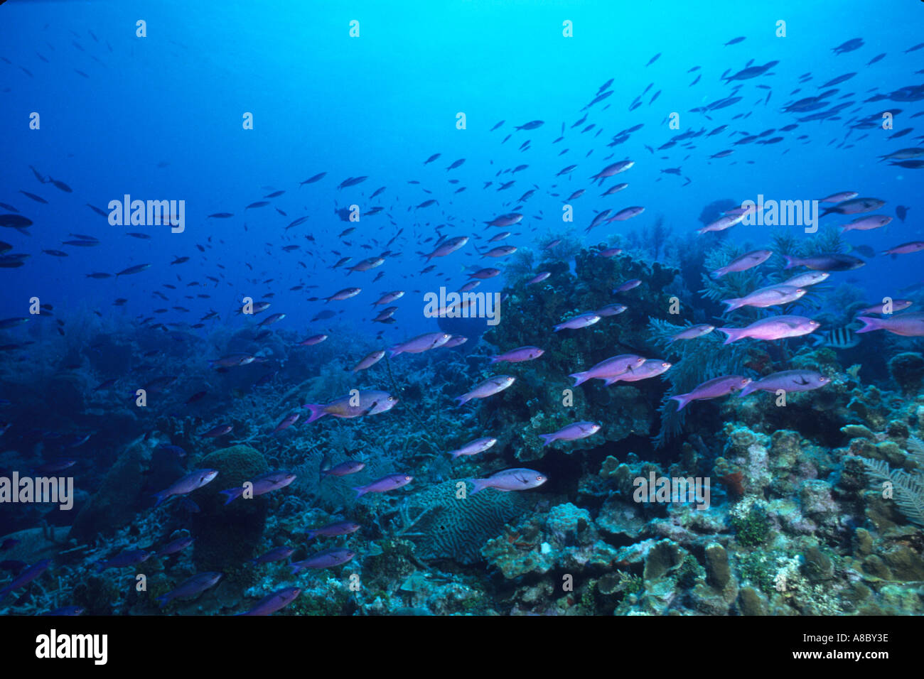 Creole wrasse Clepticus parrai in Grand Cayman BWI Caribbean Sea Stock ...