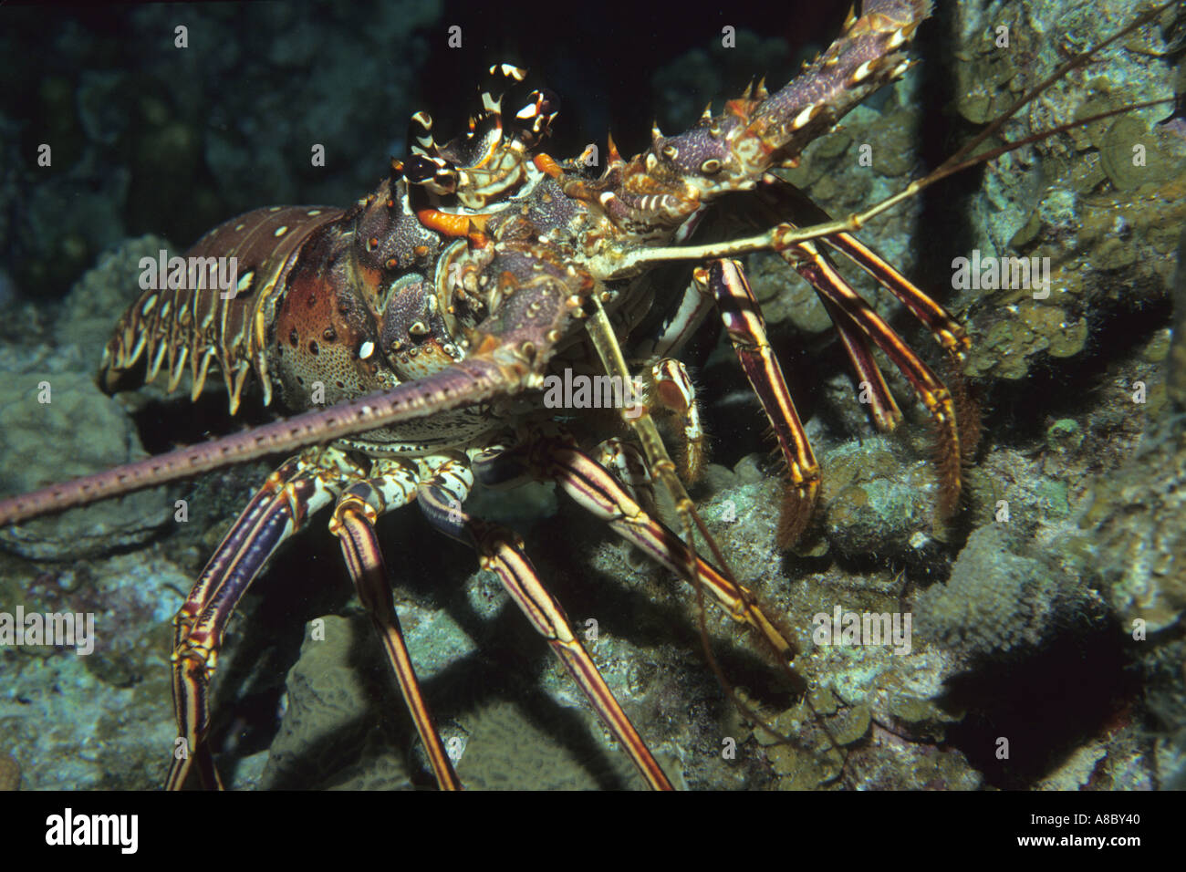 Argas hi-res stock photography and images - Alamy