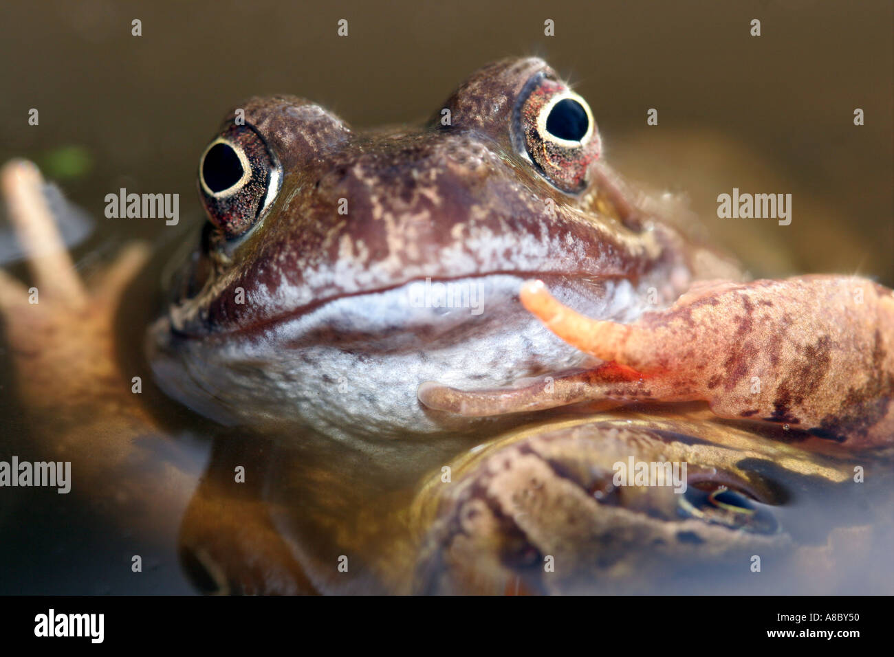 Adult common frog pair hi-res stock photography and images - Alamy