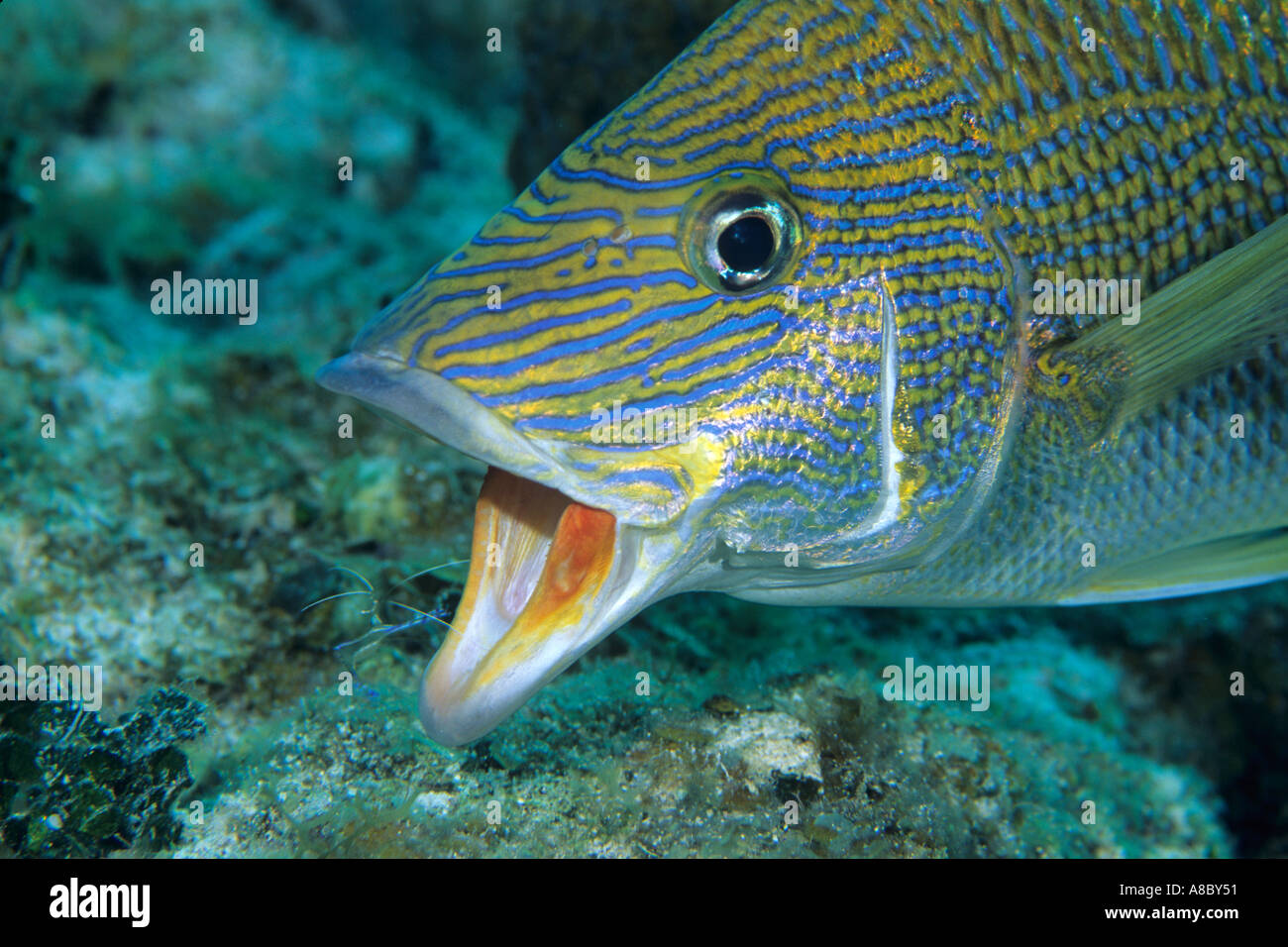 Blue Striped Grunt High Resolution Stock Photography and Images - Alamy