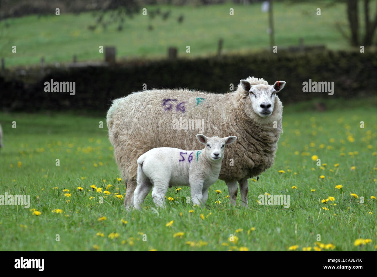 Sheep and Lamb Stock Photo - Alamy