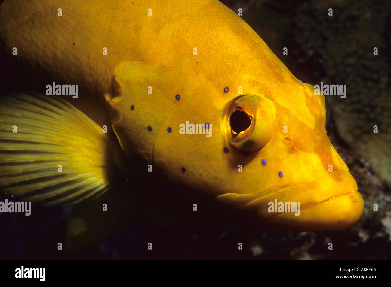 Coney fish caribbean hi-res stock photography and images - Alamy